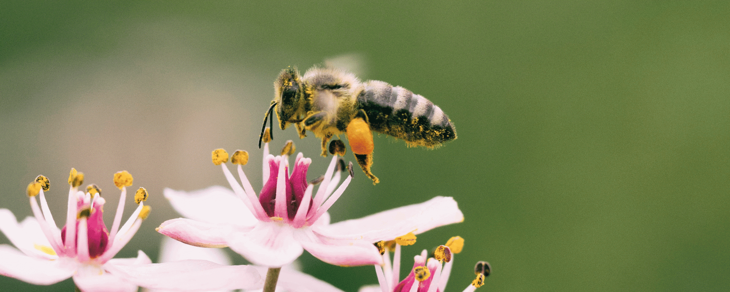 Bijen en andere insecten | Twenterand